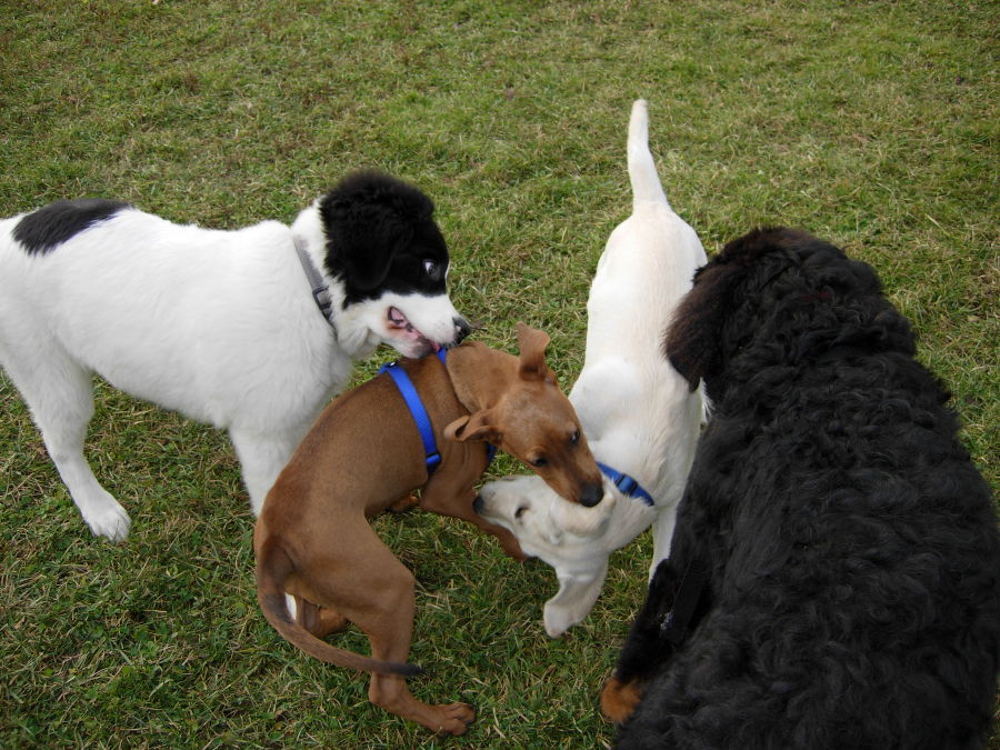 Hundewiesen in Graz - Stadtportal der Landeshauptstadt Graz