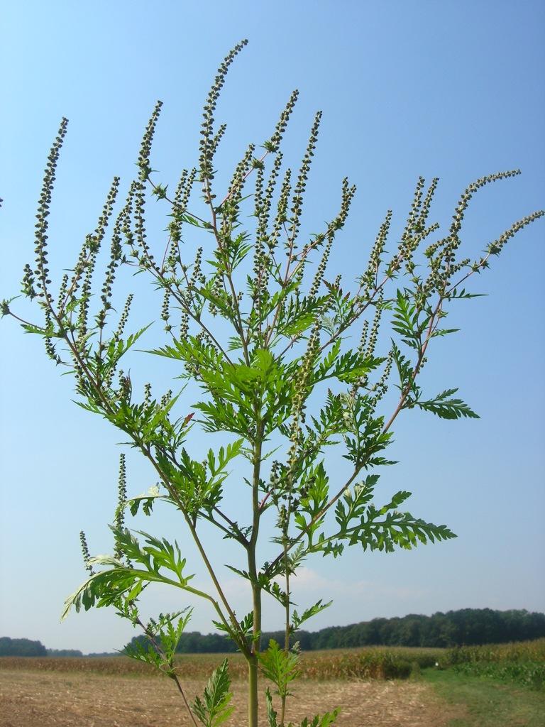 Ambrosie (Ambrosia artemisiifolia) - Stadtportal der Landeshauptstadt Graz